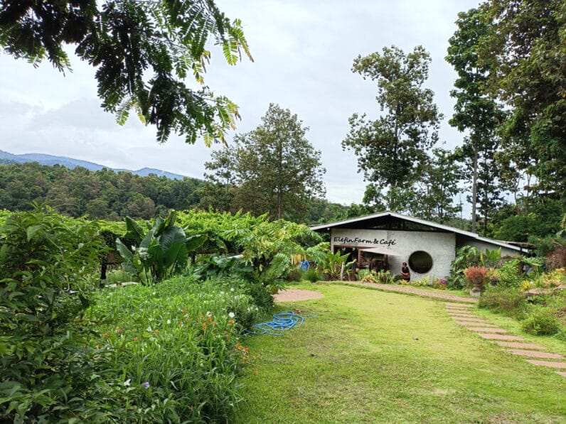 Elefin Farm & Cafe - Feeding the elephants in Chiang Mai