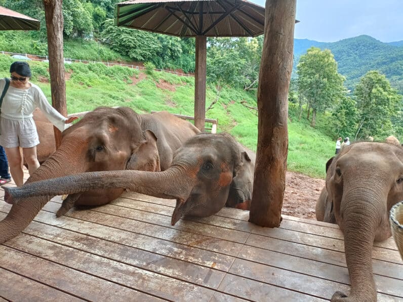 Elefin Farm & Cafe - Feeding the elephants in Chiang Mai